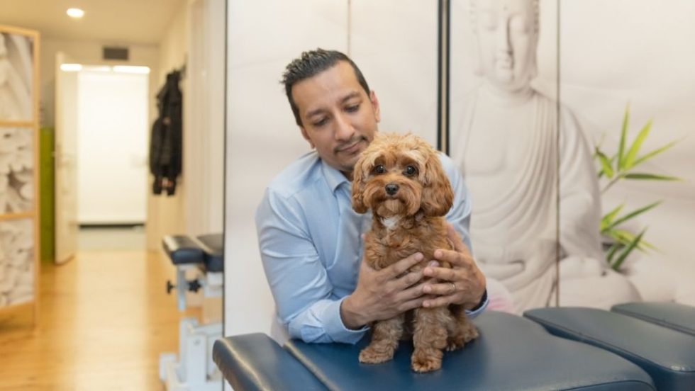 Can dogs have their spine adjusted by a Chiropractor - Richmond ...
